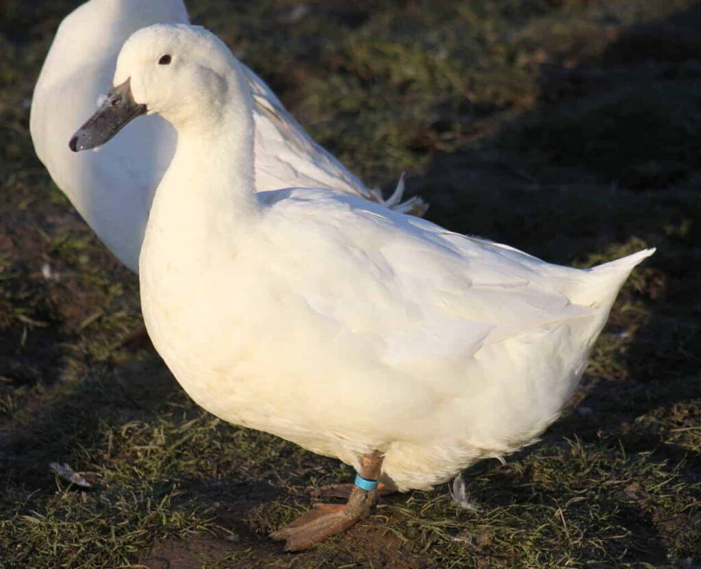 The Forest Duck - Backyard Poultry